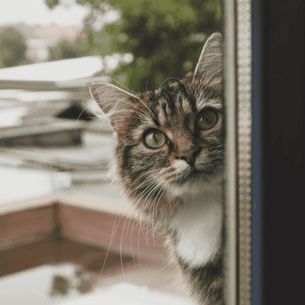 Que faire si son chat fait pipi et caca hors de sa litière
